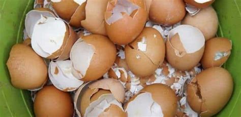 Recycle Egg Shells In 7 Useful And Eco Friendly Ways Delicious Recipes