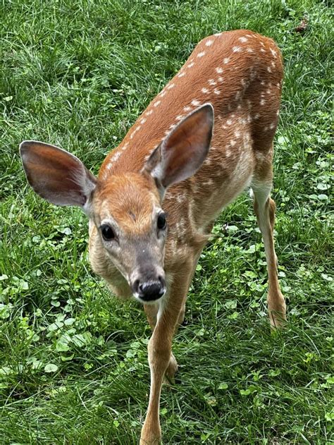 This Little One And Their Sibling Stopped By Yesterday Rdeer