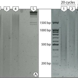 Distribution Of Simple Sequence Repeat SSR Nucleotide Classes Based Download Scientific