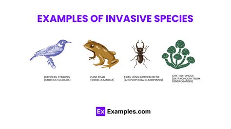 Invasive Species Definition Characteristics Examples Impacts