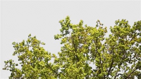 Isolated Tree In The Wind With Transpare Stock Video Pond