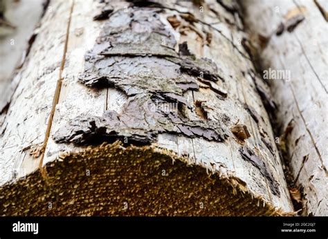 Tree Bark Peeling Off Of A Felled Tree Trunk Close Up View Abstract Wooden Natural Background