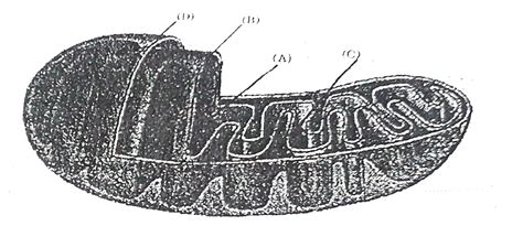 Part B Inner Membrane Forms Infoldings Called Cristae