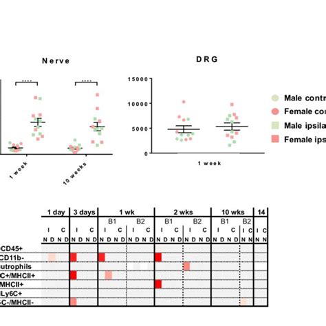 There Are No Striking Sex Differences In Immune Cell Numbers In Either Download Scientific