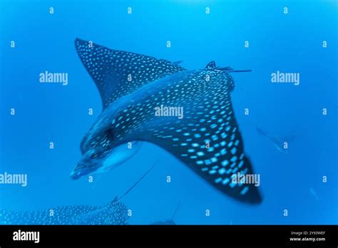 Spotted Eagle Rays Aetobatus Narinari Underwater At Leon Dormido