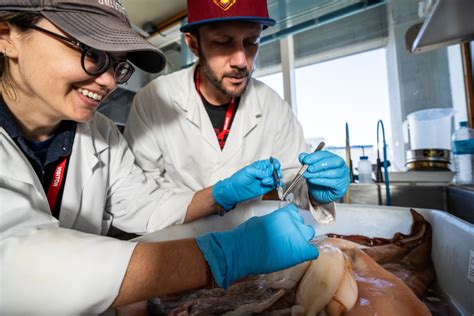 Fascinating Finds From Niwas Annual Squid Survey Earth Sciences New Zealand Niwa