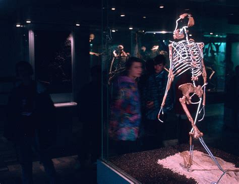 This Is Why Lucy Has Been The Face Of Human Evolution For The Last 50