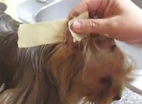 Когда у йорка встают уши