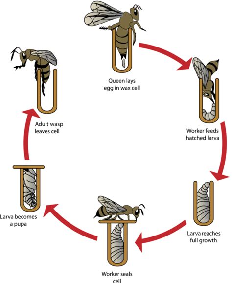 The Wasp Life Cycle Nbc Environment