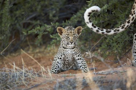 Leopard Cub Stock Image C057 9705 Science Photo Library