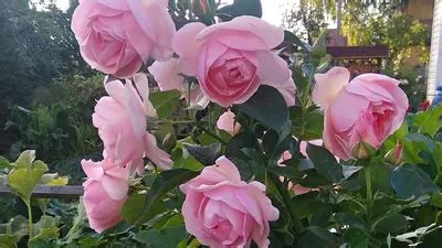 Роза дезире фото - 71 картинка