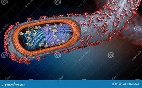 Cross Section Of An Ebola Pathogen Stock Illustration Illustration Of