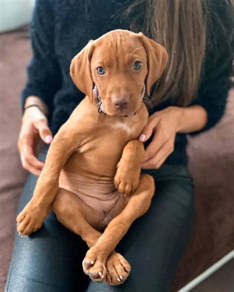 15 Adorable Photos Of Vizsla Puppies That Will Make Everyone Fall In