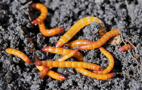Wireworms In Gardens Identification Life Cycle Damage Signs Control Methods Al Ardh Alkhadra