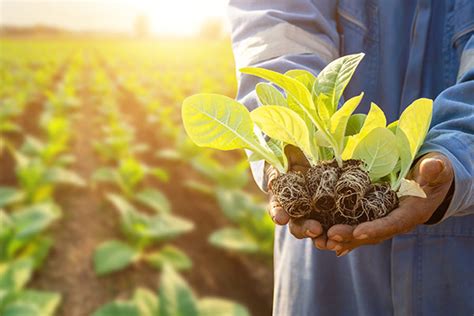 Bil Wudhu Seedlings And Agriculture Innovative Farming Solutions