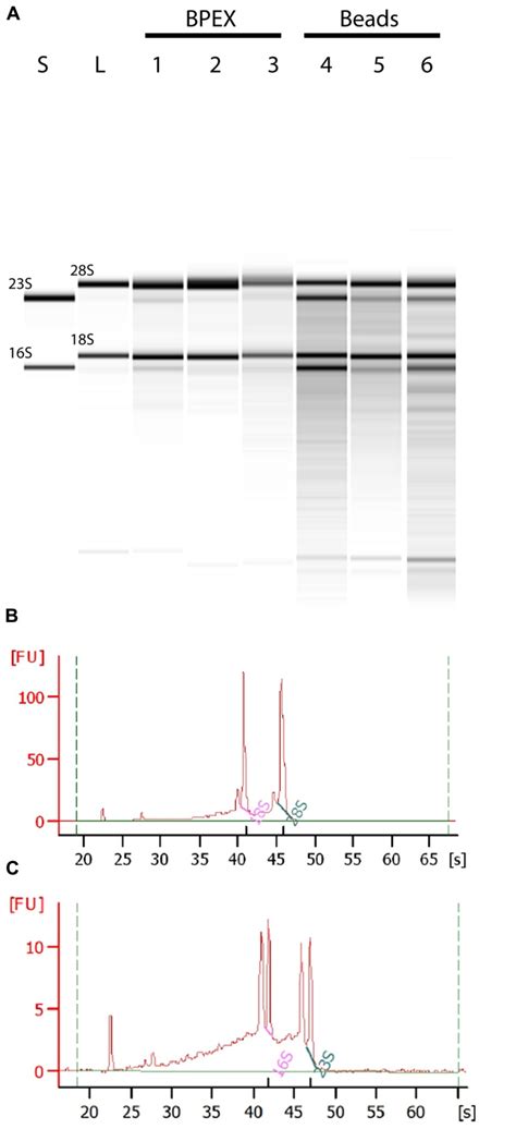 Total Rna From Plant Root Extractions By Bpex And Beadsdsphenol