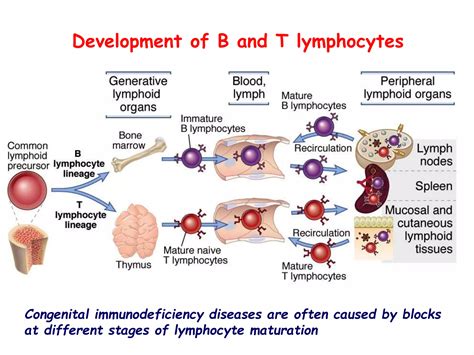 Immunity Physiology Pptx