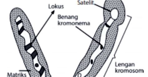 Kromosom Manusia Struktur Fungsi Macam Tipe Ilmusiana