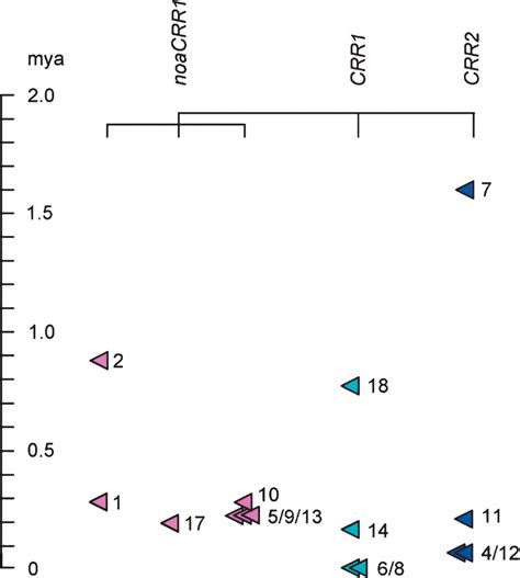 Retrotransposon Accumulation And Satellite Amplification Mediated By Segmental Duplication