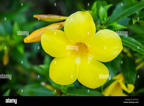 golden trumpet flower Stock Photo - Alamy