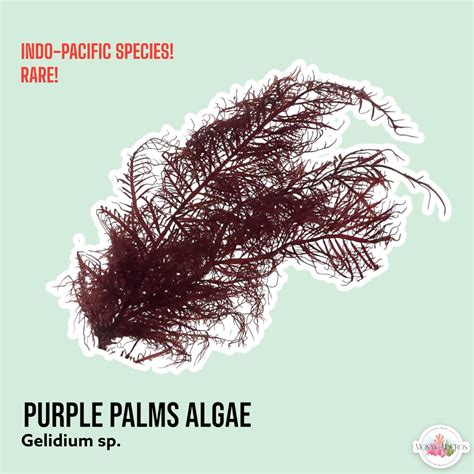 Purple Palms Macroalgae Gelidium Sp Mosaicmacros