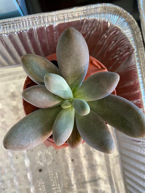 Can Someone Help Me Identify This Rarduino