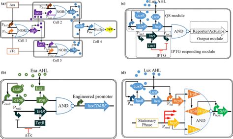 The Applications Of QS Based Logic Gates A Genetic Circuit Of An XOR Download Scientific