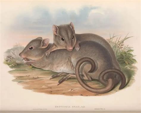 Boodie Facts Diet Habitat And Pictures On Animaliabio