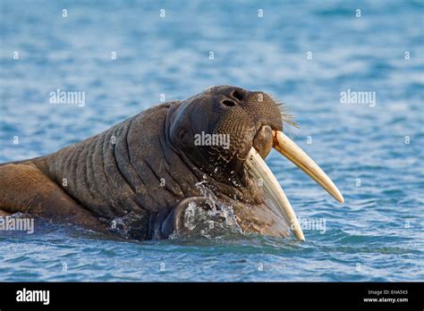 Walrus Odobenus Rosmarus Close Up Of Bull With Large Tusks Swimming