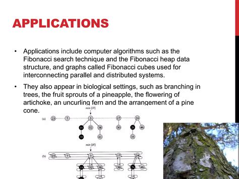 Fibonacci Numbers And Lucas Numbers Ppt