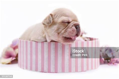 졸린 3 주 오래 된 크림 라일락 컬러 프랑스 불독 개 강아지 요잉 눈 흰색 배경에 분홍색 상자에 감은 0명에 대한 스톡 사진 및 기타 이미지 Istock