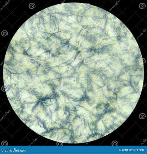 Huid Onder De Microscoop Achtergrond Stock Afbeelding Image Of