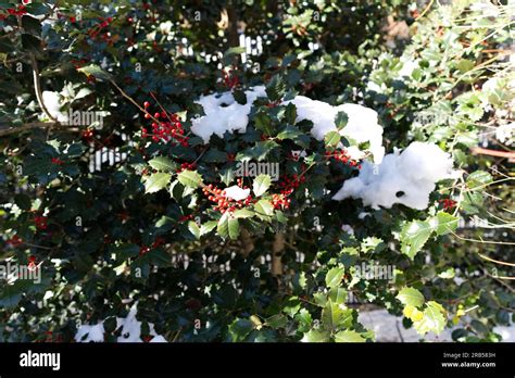 American Holly In The Snow Stock Photo Alamy
