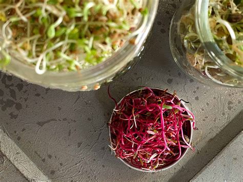 Mason Jar Sprouts Simple Guide To Get Started Sprouting Today