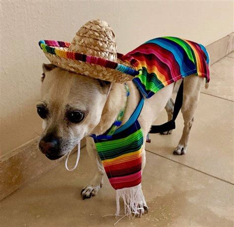 Sweet Senior Chug Pug Chihuahua Mix Dog For Adoption In Scottsdale Az