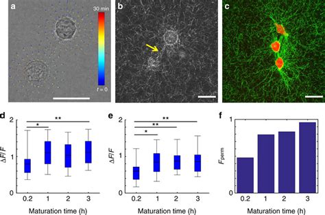 Cell Traction Forces Irreversibly Induce The Formation Of Collagen Download Scientific Diagram