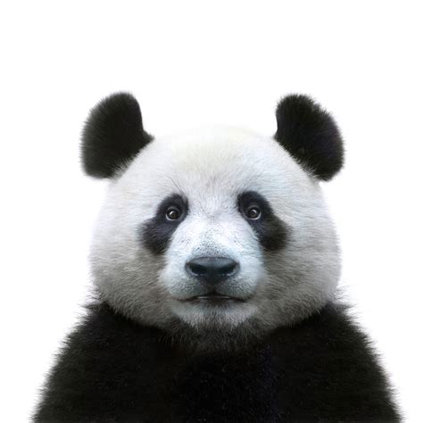 Deep Dive Into The Google Algorithm Google Panda Web Experts