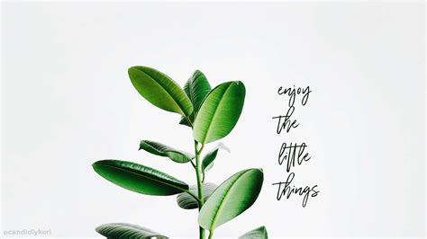 100 Plant Aesthetic Desktop Wallpapers Page 2