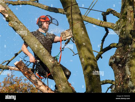 Tree Cutting High Resolution Stock Photography And Images Alamy