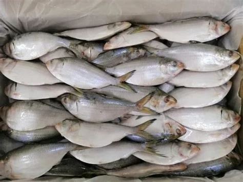 Silver Frozen Shad Fish For Restaurant At ₹ 150kg In Chennai Id