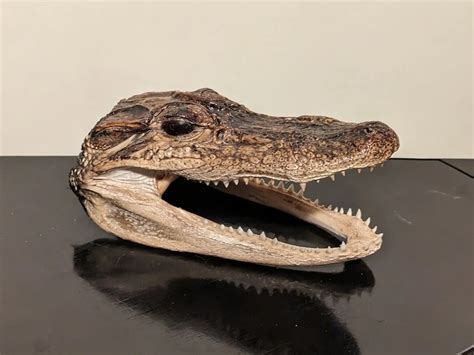 Alligator Head 3d Scan By Levi Sitts Download Free Stl Model