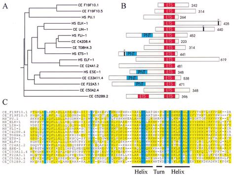phylogenetic analysis of c elegans ets genes a the phylogenetic download scientific diagram