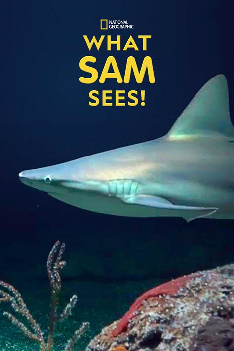 What Sam Sees Where To Watch And Stream Online Entertainment Ie