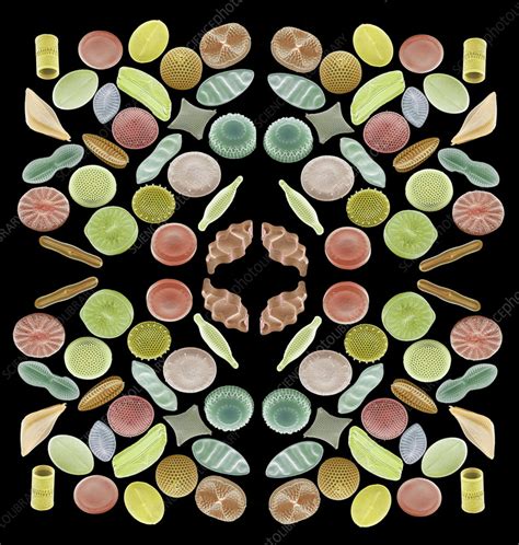 Diatom Diversity Sem Stock Image C0599196 Science Photo Library