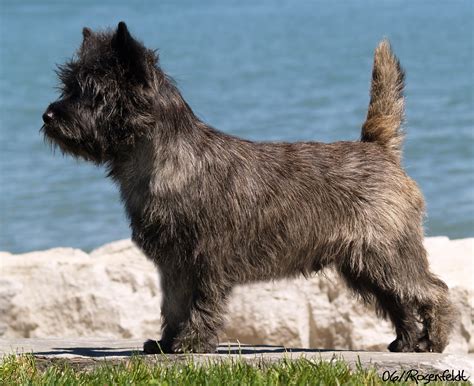 Cairn Terrier Haircut Une Transformation Pour Cette Cairn Terrier En