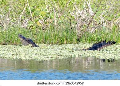 American Alligator Mating Florida Royalty Free Images Stock Photos Pictures Shutterstock