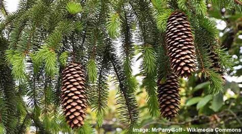 Types Of Tree Seed Pods Identification Guide With Pictures