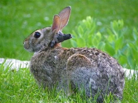 Rabbit Papillomavirus Disease Guernsey Rabbit Owners Warned About