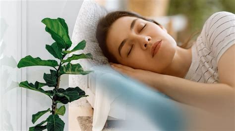 Tidur Siang Saat Puasa Ini 5 Manfaat Yang Bisa Didapat