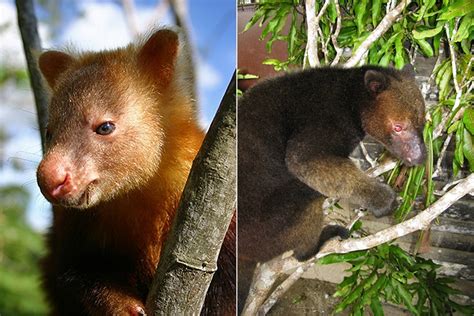 Deforestation Threatens Tree Kangaroo Habitat In Papua New Guinea
